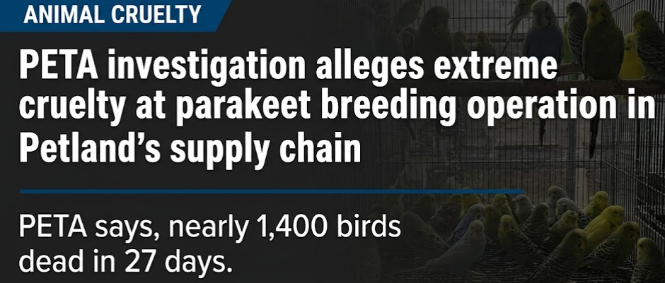 PETA investigation alleges extreme cruelty at parakeet breeding ...