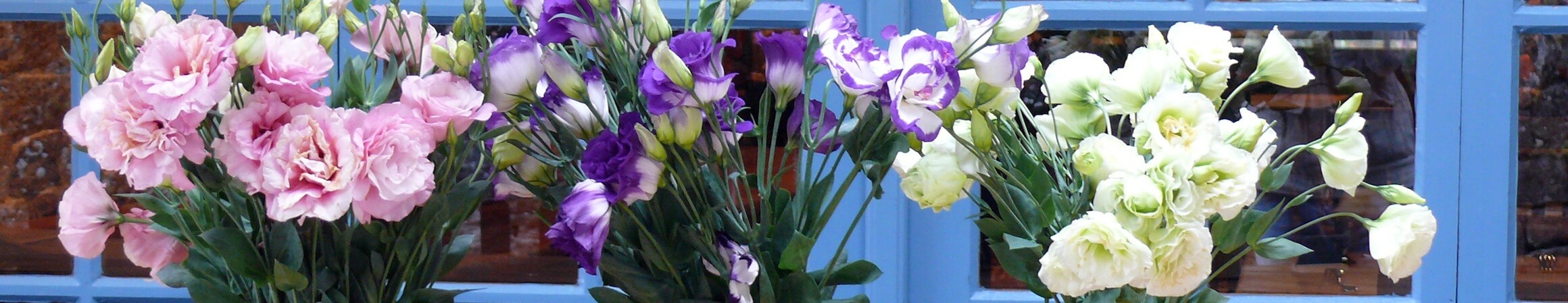 Edith Lovina (Holycross) Gee