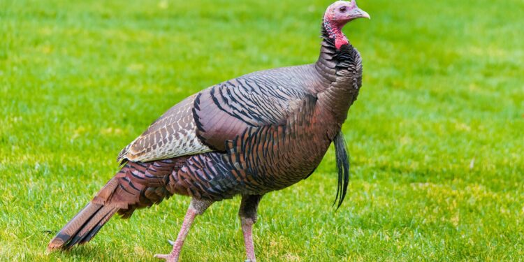 Ohio Spring turkey hunting season sees increase in harvest numbers